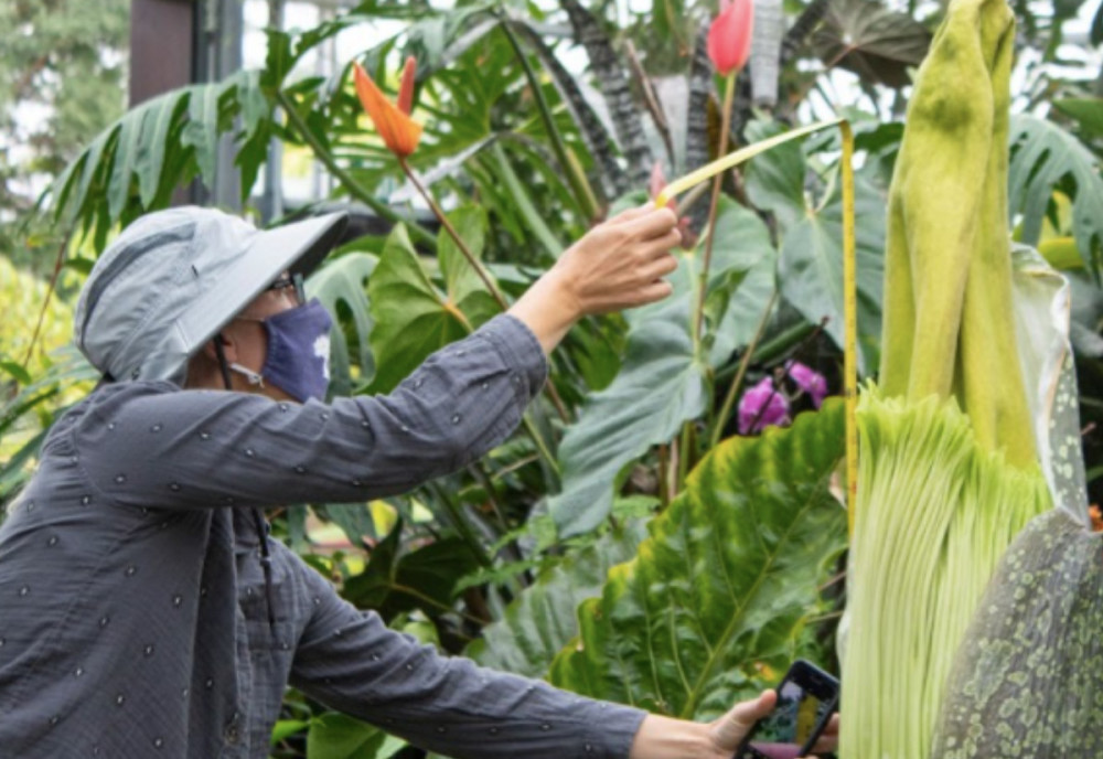 Release the Stink – Rare Corpse Flower Blooms Again at San Diego ... Release the Stink – Rare Corpse Flower Blooms Again at San Diego ...