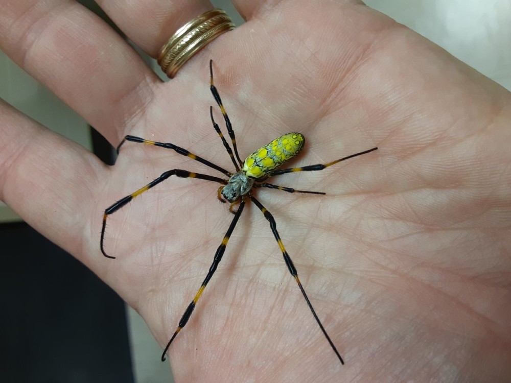 Giant ’parachuting’ Joro spiders: 11 facts about these scary critters ... Giant ’parachuting’ Joro spiders: 11 facts about these scary critters ...
