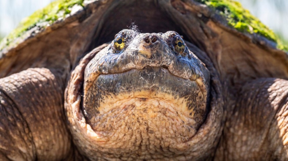 Giant snapping turtle dubbed 'Chonkosaurus' spotted in Chicago - Parkbench Giant snapping turtle dubbed 'Chonkosaurus' spotted in Chicago - Parkbench